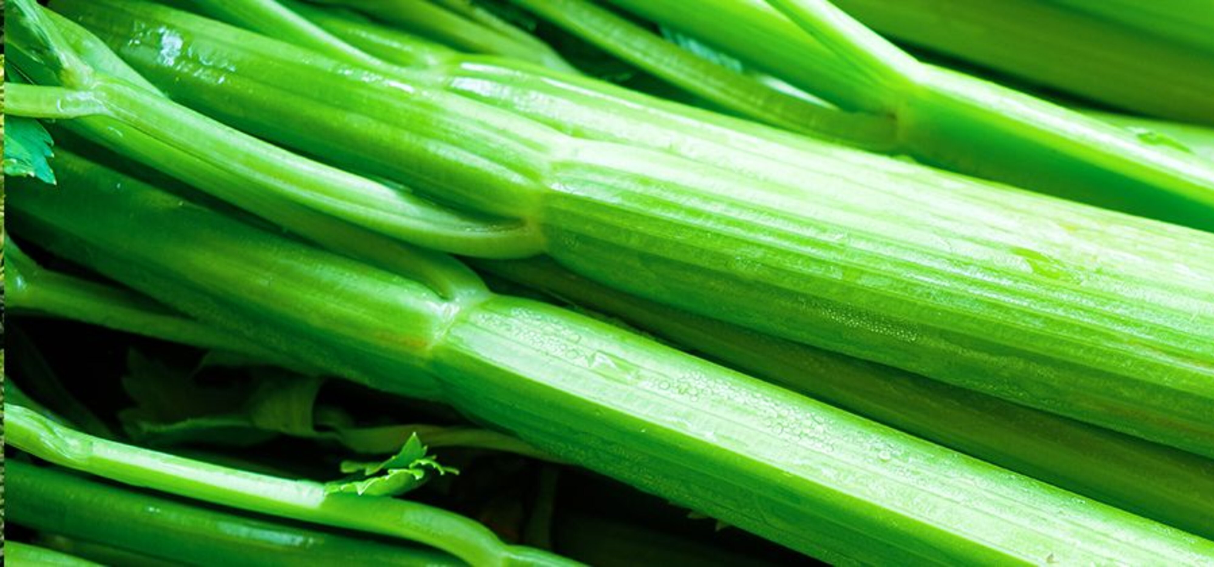 Gemüse-Lexikon: Sellerie | Carl Kühne KG