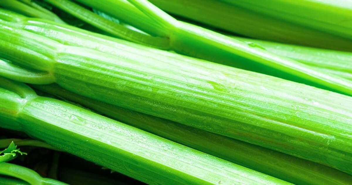 Gemüse-Lexikon: Sellerie | Carl Kühne KG